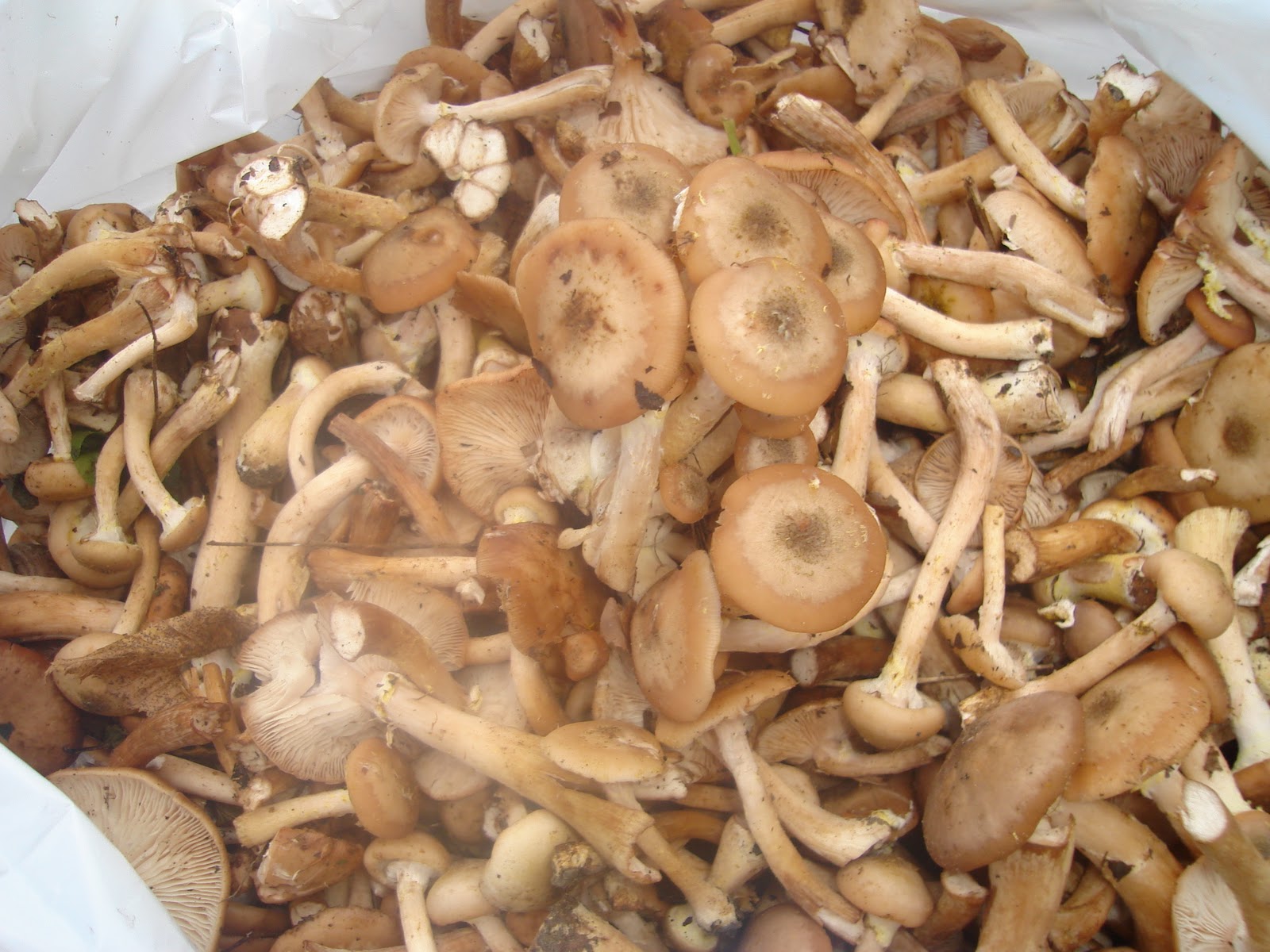 Monya`s ... !!!: Bureti....