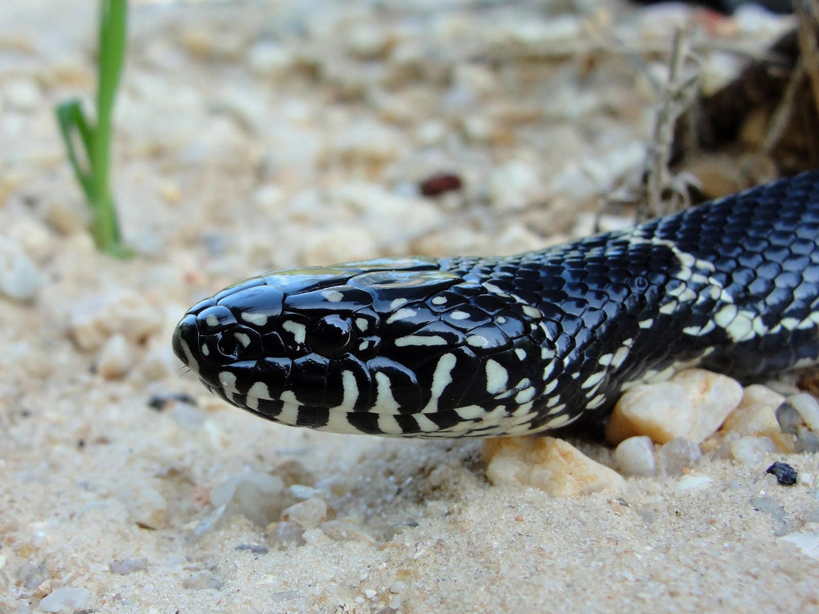 onward, westward: Yet more snakes