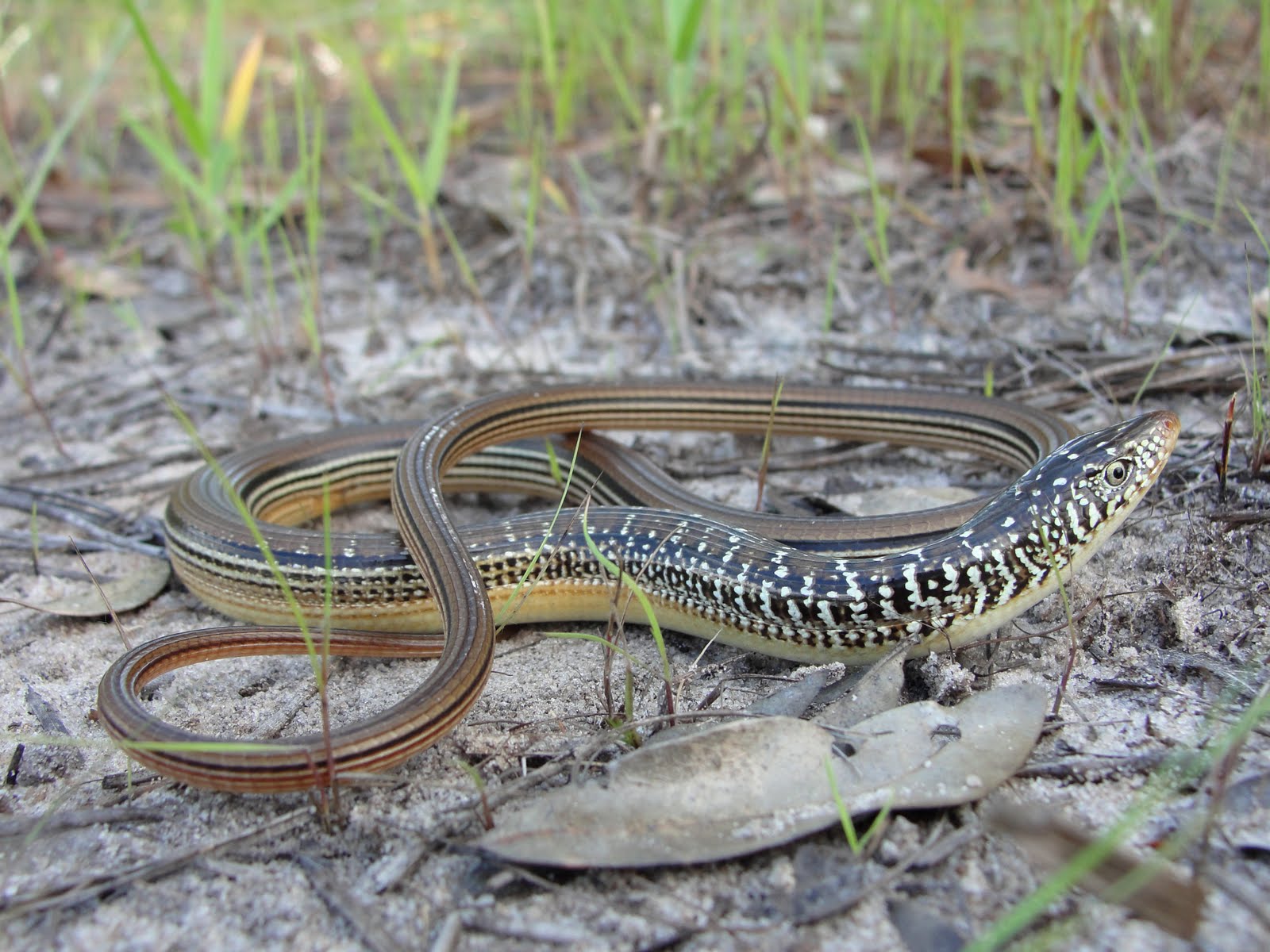 onward, westward: Assorted goodies and more cool snakes