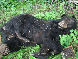 BEAR BLOG AND CARCASS CAM: BLACK BEAR DECOMPOSITION - WEEK 1