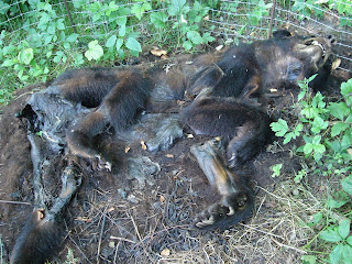 BEAR BLOG AND CARCASS CAM: Approaching the first month of decomp