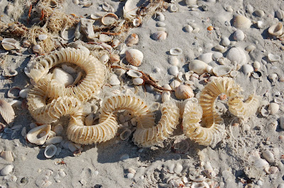Sanibel Sea School: Is That a Snake on the Beach???