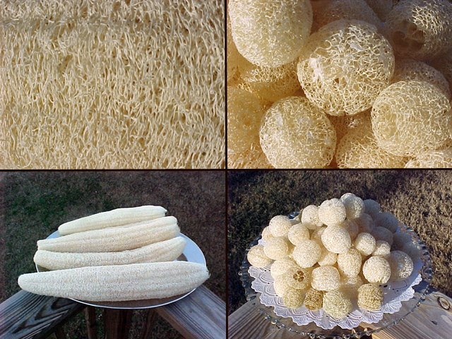 Luffa, loofah and more luffa: Loofah