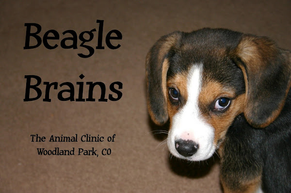Beagle brains: AKC welcomes new breeds