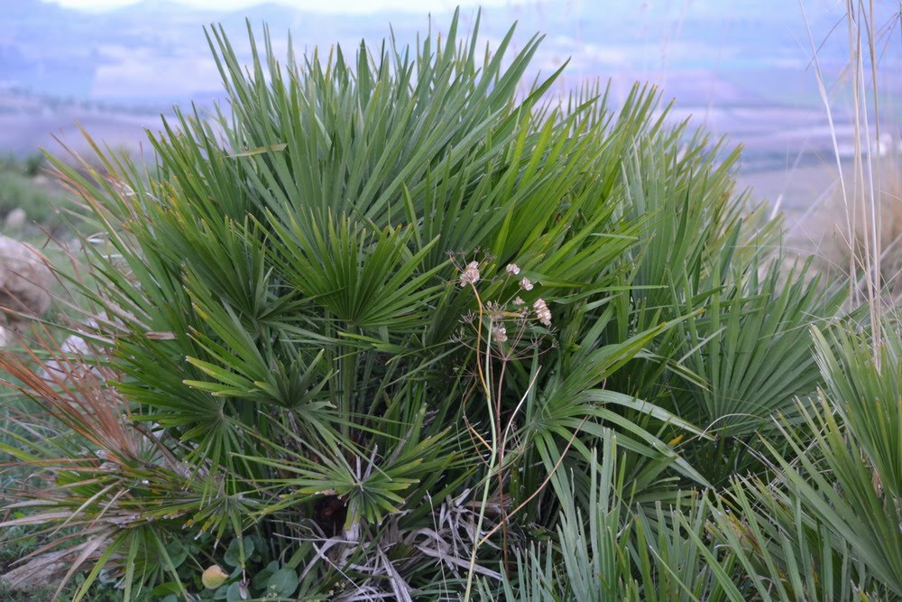 La flora della Montagna della Ganzaria a cura del prof. Michele ...
