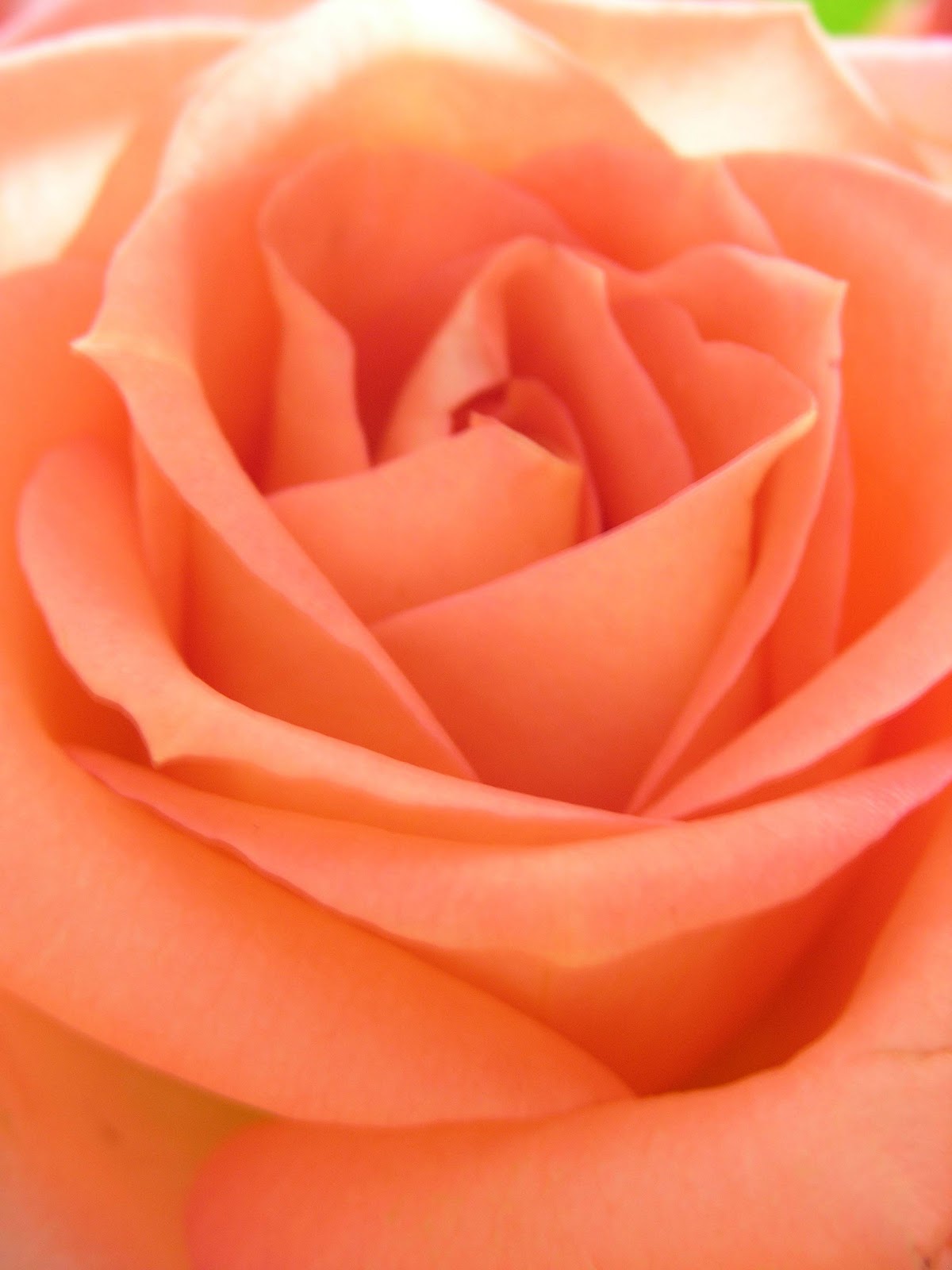 Creative Splatter: Rose Photos