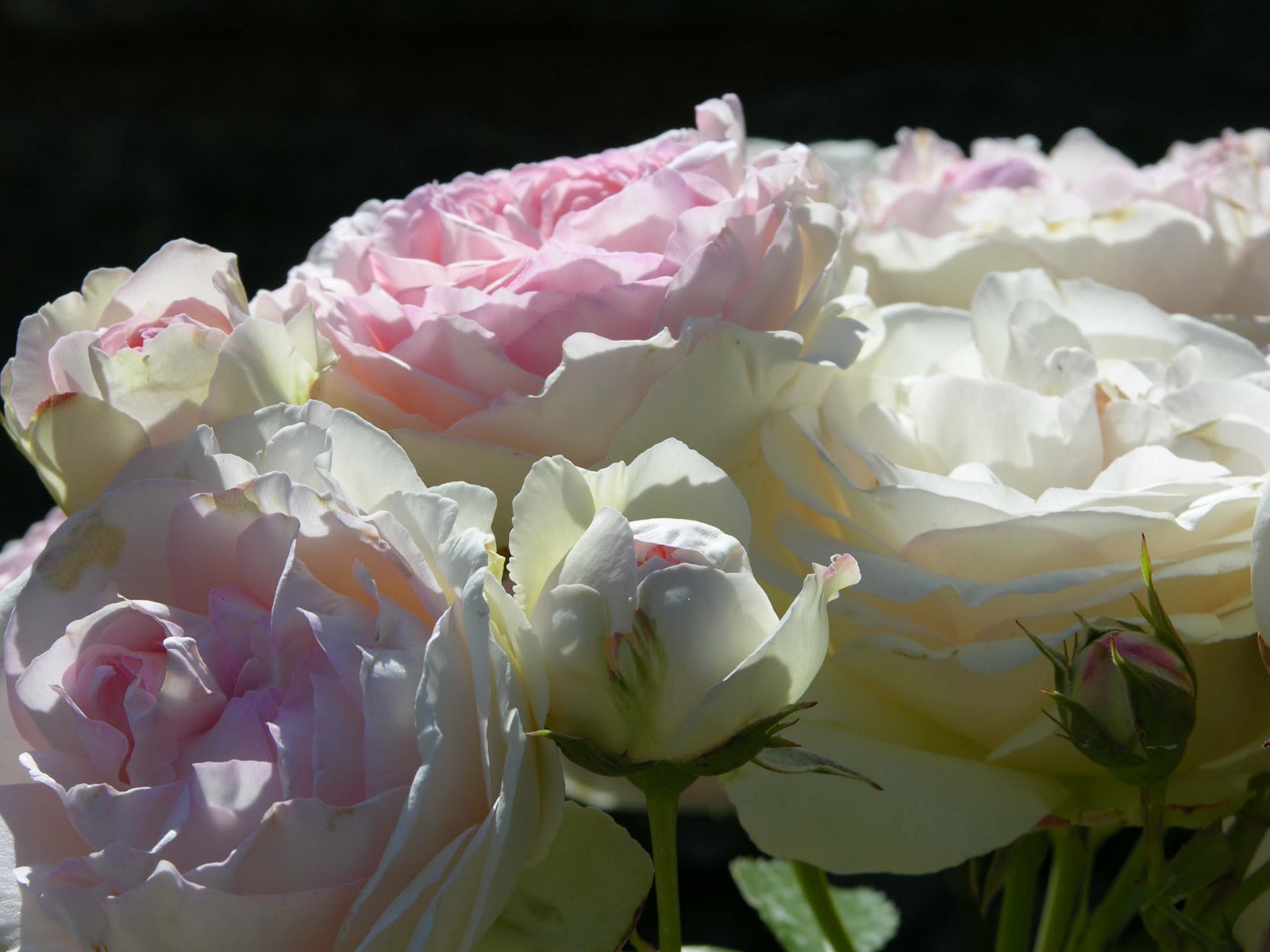 Creative Splatter: Rose Photos