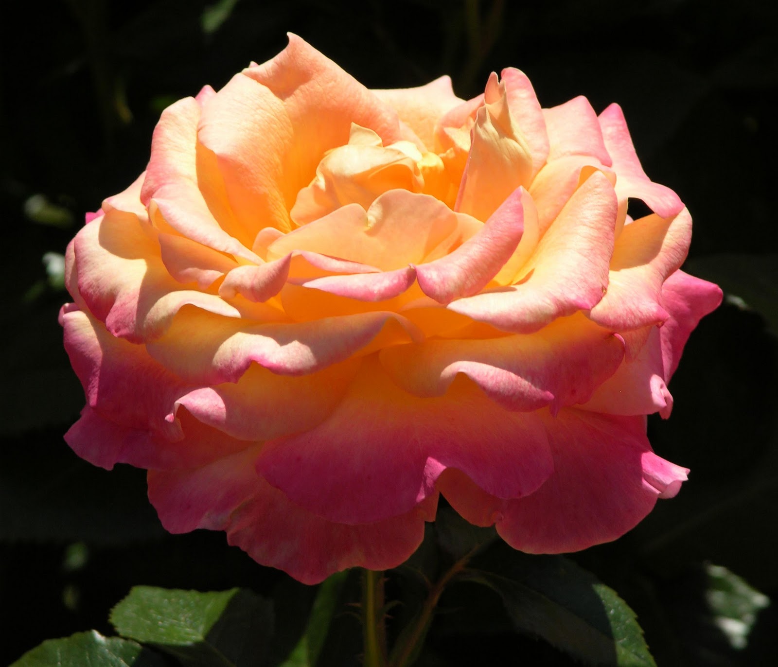 Creative Splatter: Rose Photos