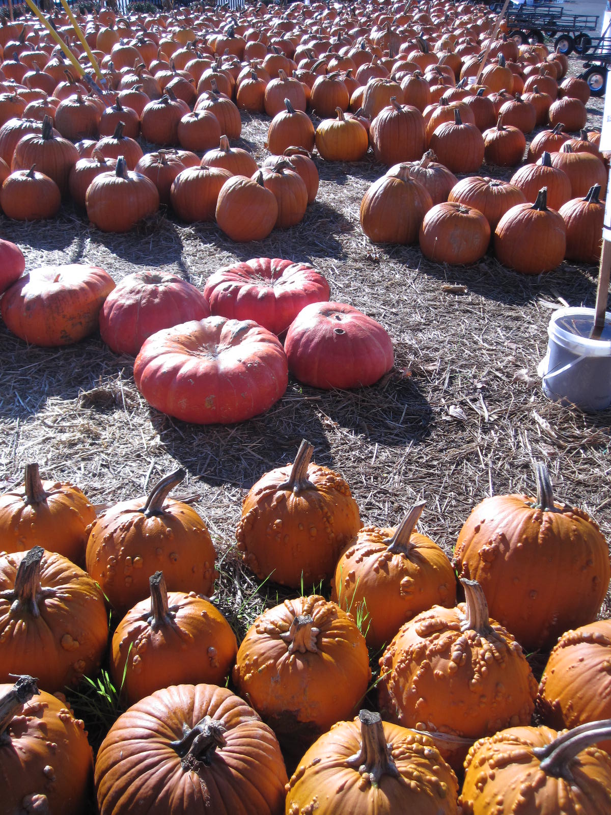 simply freckles: mums and pumpkins
