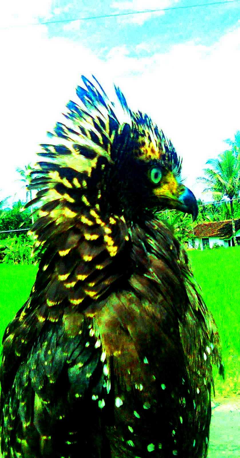 BURUNG GARUDA ATAU SPIZAETUS BARTESI ATAU JAVAN HAWK EAGLE