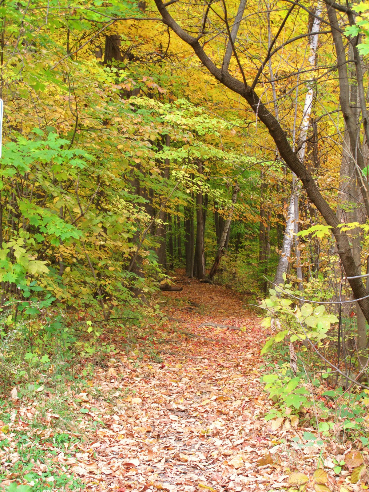 Wynn Anne's Meanderings: It's a beautiful day in the neighbourhood!