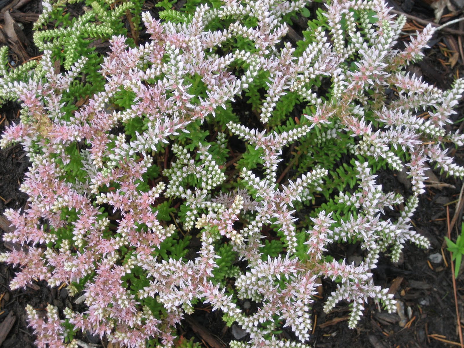 Lisa Bonassin's Garden: What's Blooming Now - Sea Star Sedum 05/07/10