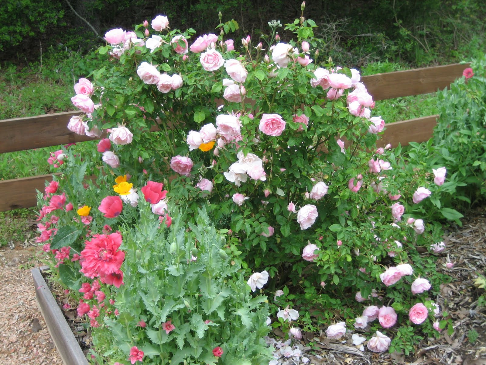 Lisa Bonassin's Garden: What's Blooming Now Duchess de Brabant Rose 04 ...