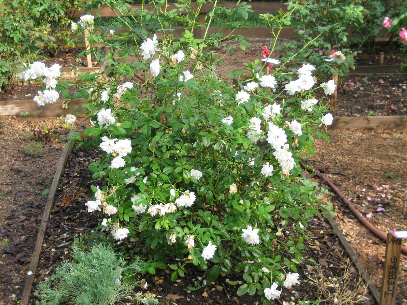 Lisa Bonassin's Garden: What's Blooming Now - Iceberg Rose 09/24/10