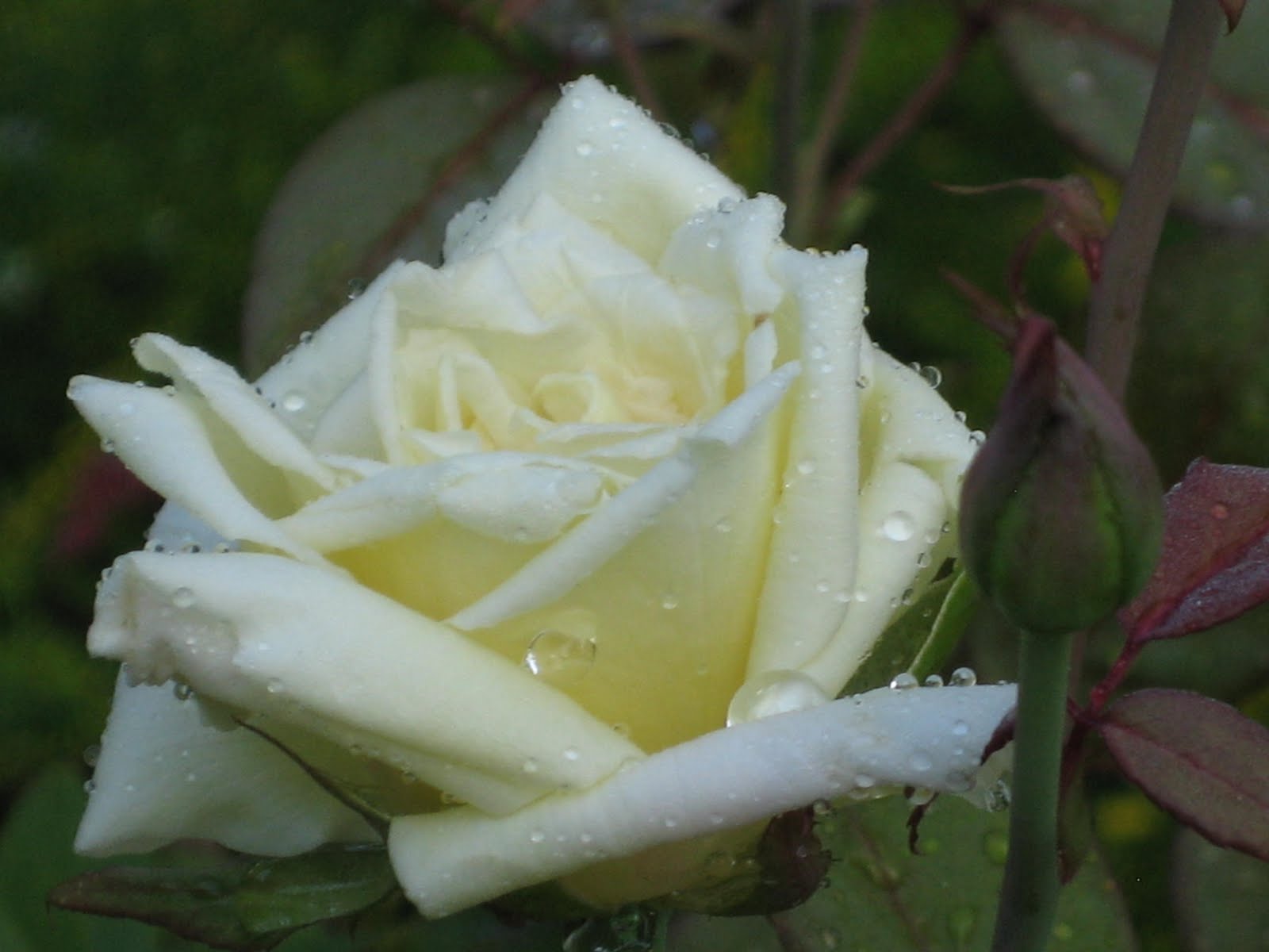 Lisa Bonassin's Garden: What's Blooming Now - Amazone Rose 09/13/10