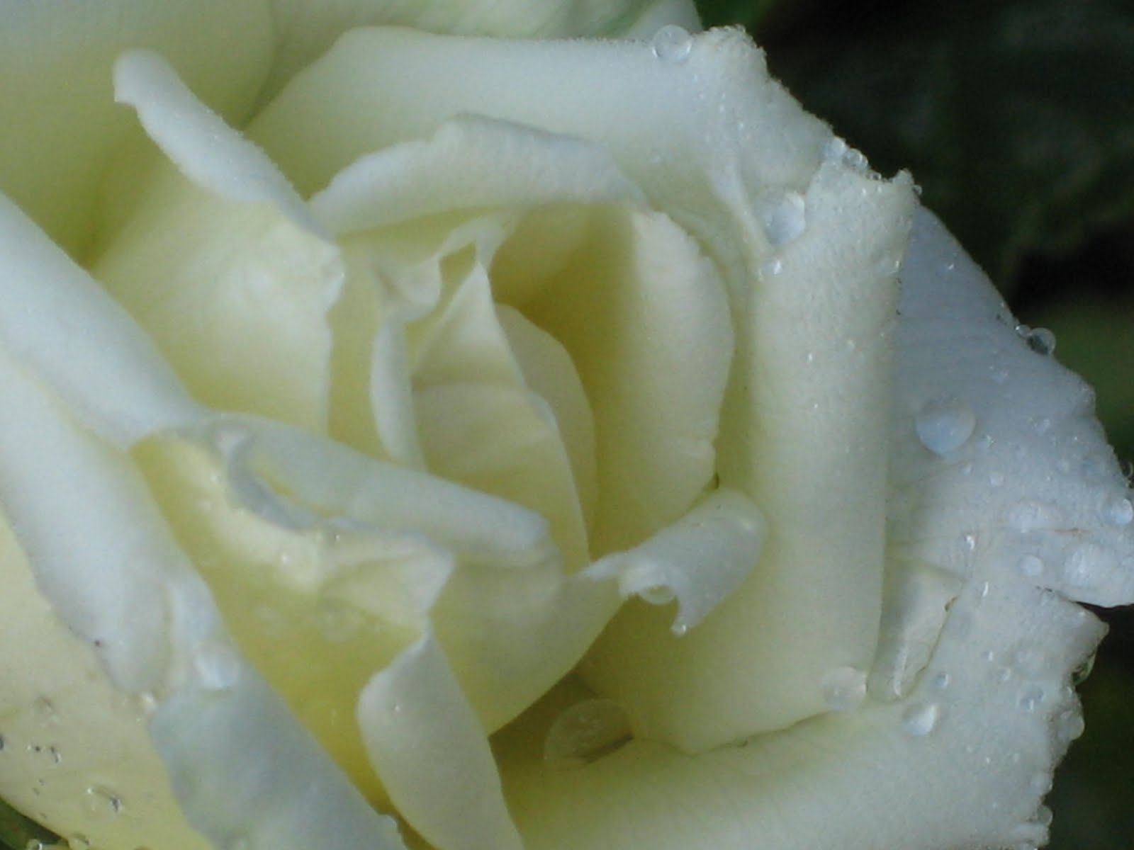 Lisa Bonassin's Garden: What's Blooming Now - Amazone Rose 09/13/10