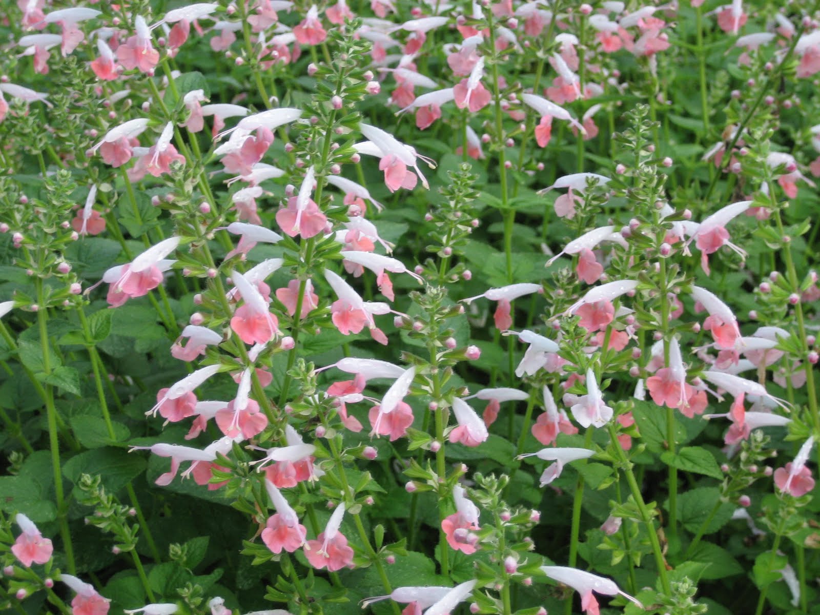 Lisa Bonassin's Garden: What's Blooming Now - Coral Nymph Salvia 09/17/10