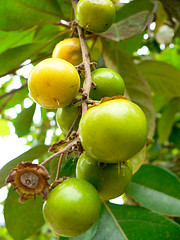 Taking Belize: Craboo Ice Cream