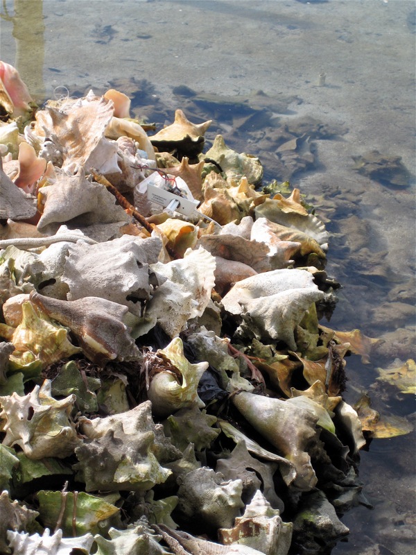 Taking Belize: Photo of the Day - Conch Shells
