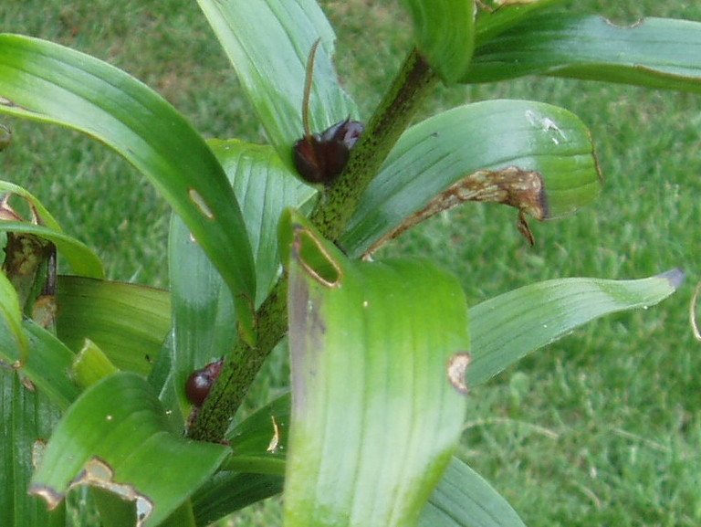 A day in the lives: Watching flowers in the rain