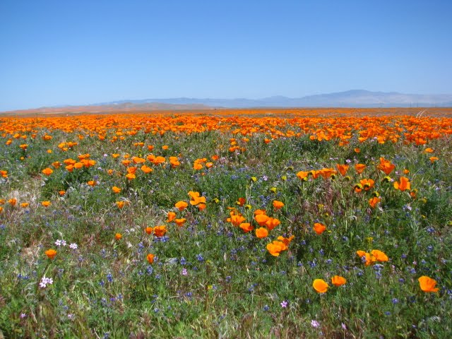 Kay's Way: California Golden Poppies