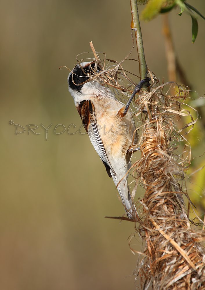 dryocopus leon: Pájaro Moscón, Remiz pendulinus