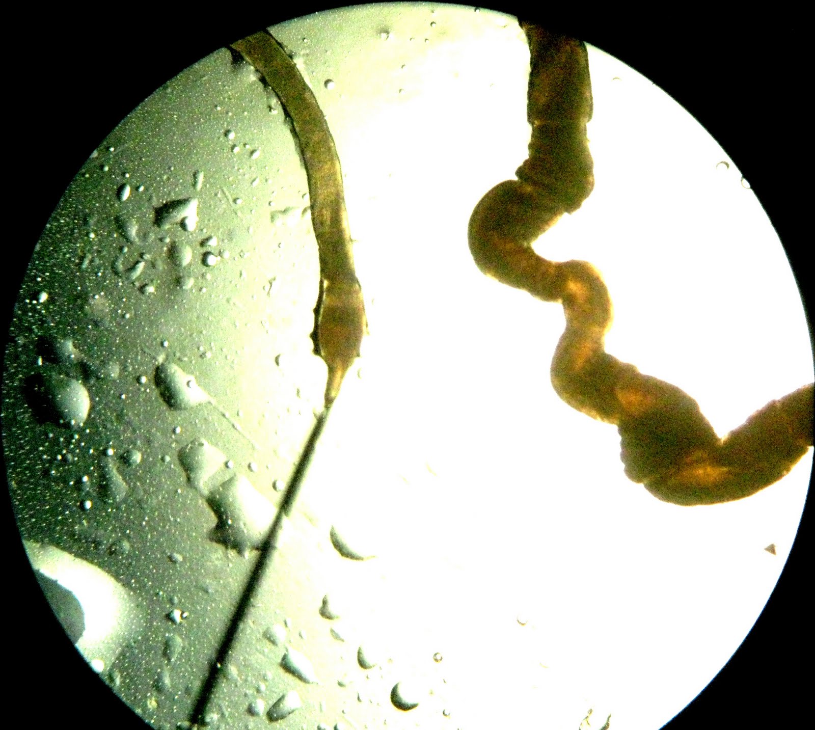 Bio Animal J.V.G: Dipylidium caninum