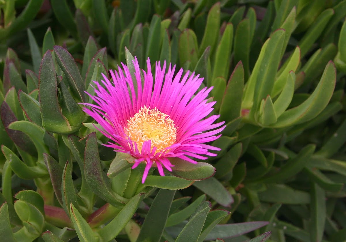 Let It Shine: Bahá’í Pilgrimage to Haifa, Israel