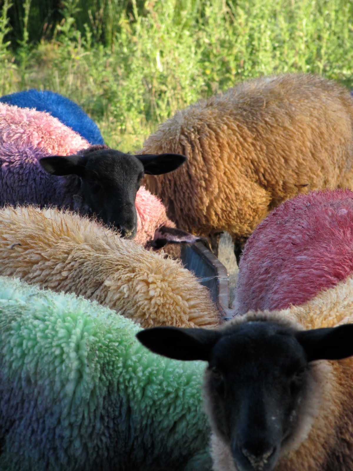 My Adventure Blog: Latitude Festival 2010 - day 1 - Thursday - Suffolk