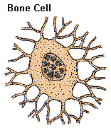Hybrids of Art and Science: Students remind me how cool cells are