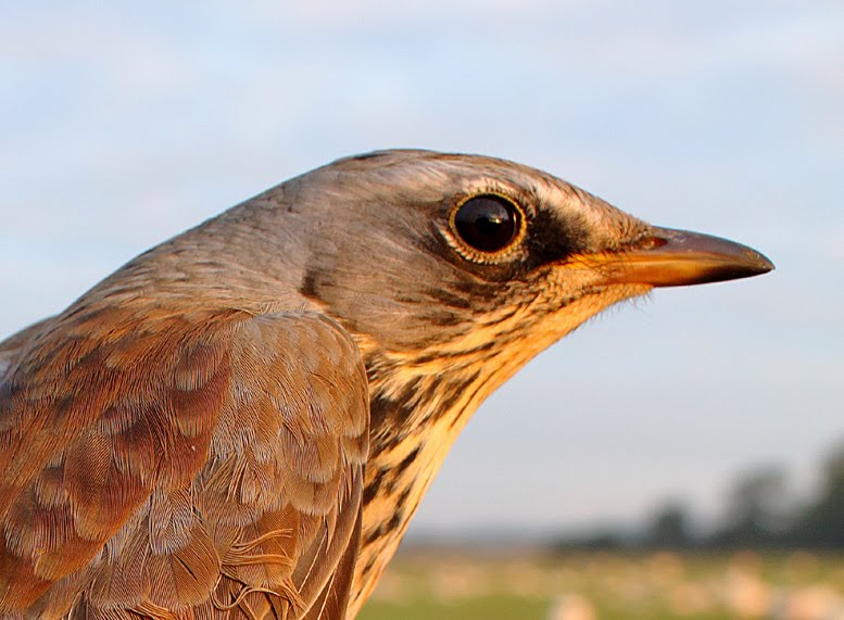 Another Bird Blog: Thrushes Prevail