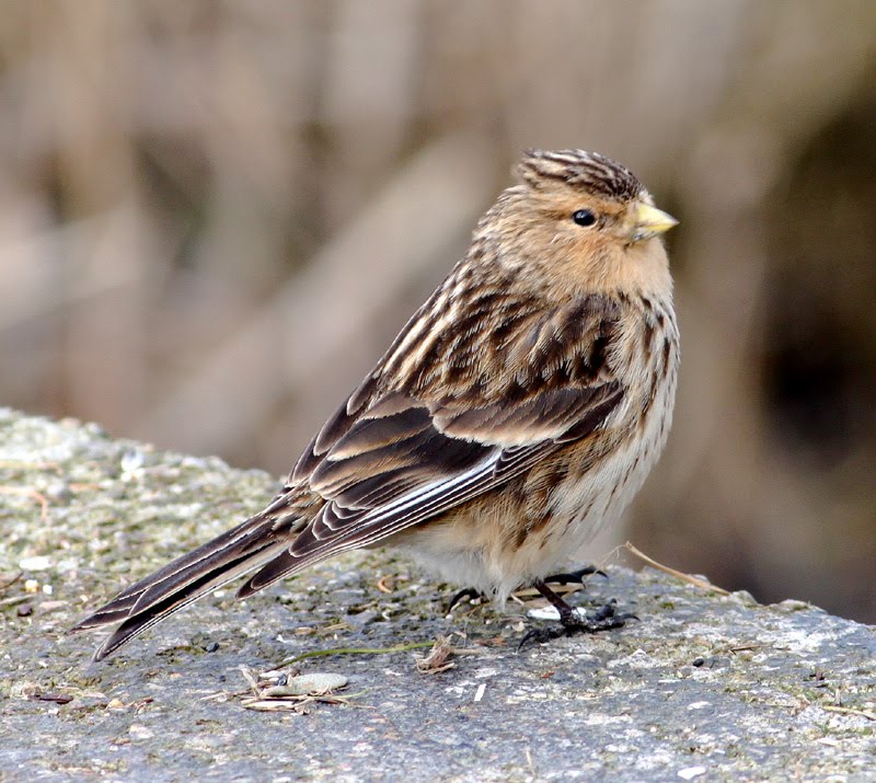 Another Bird Blog: Finding Finches