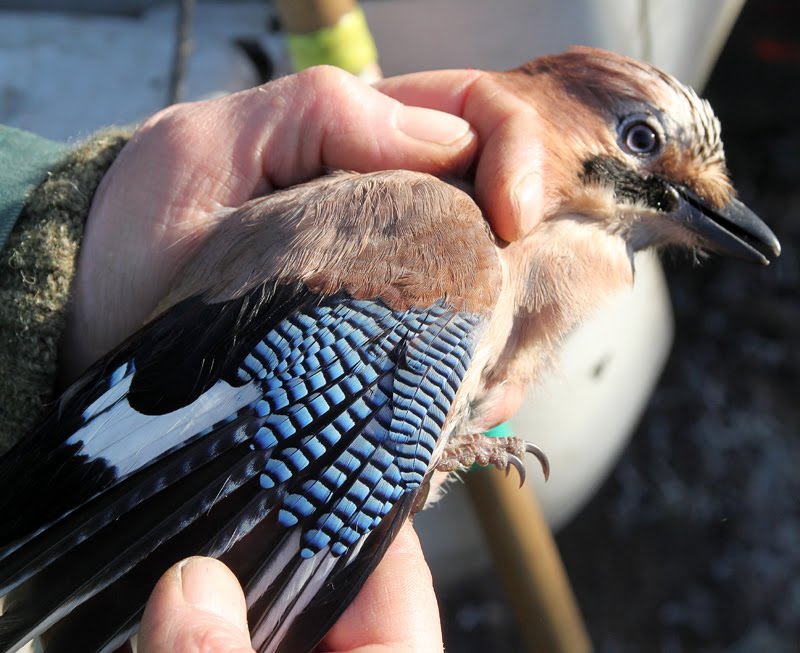 Another Bird Blog: Nimble Fingers