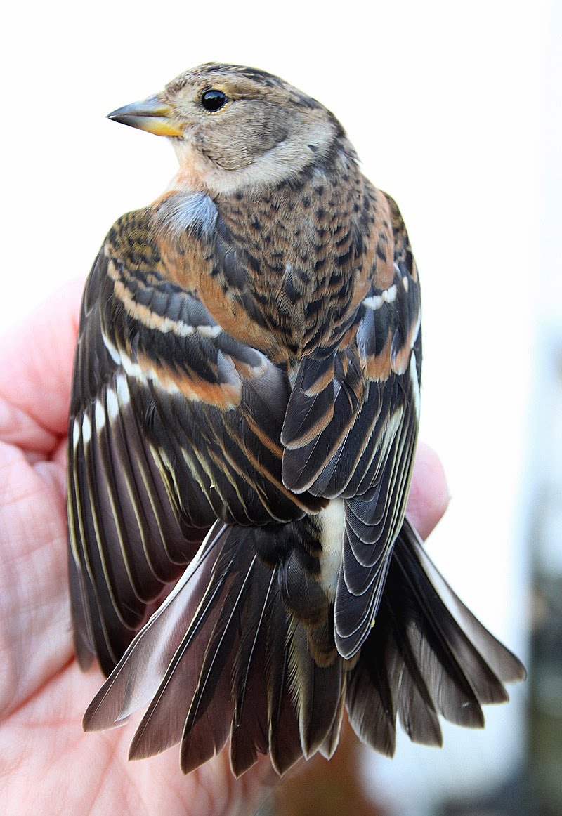 Another Bird Blog: Not More Bramblings?