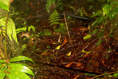 Oxford Ecosystems Group Blog: The Shushupe