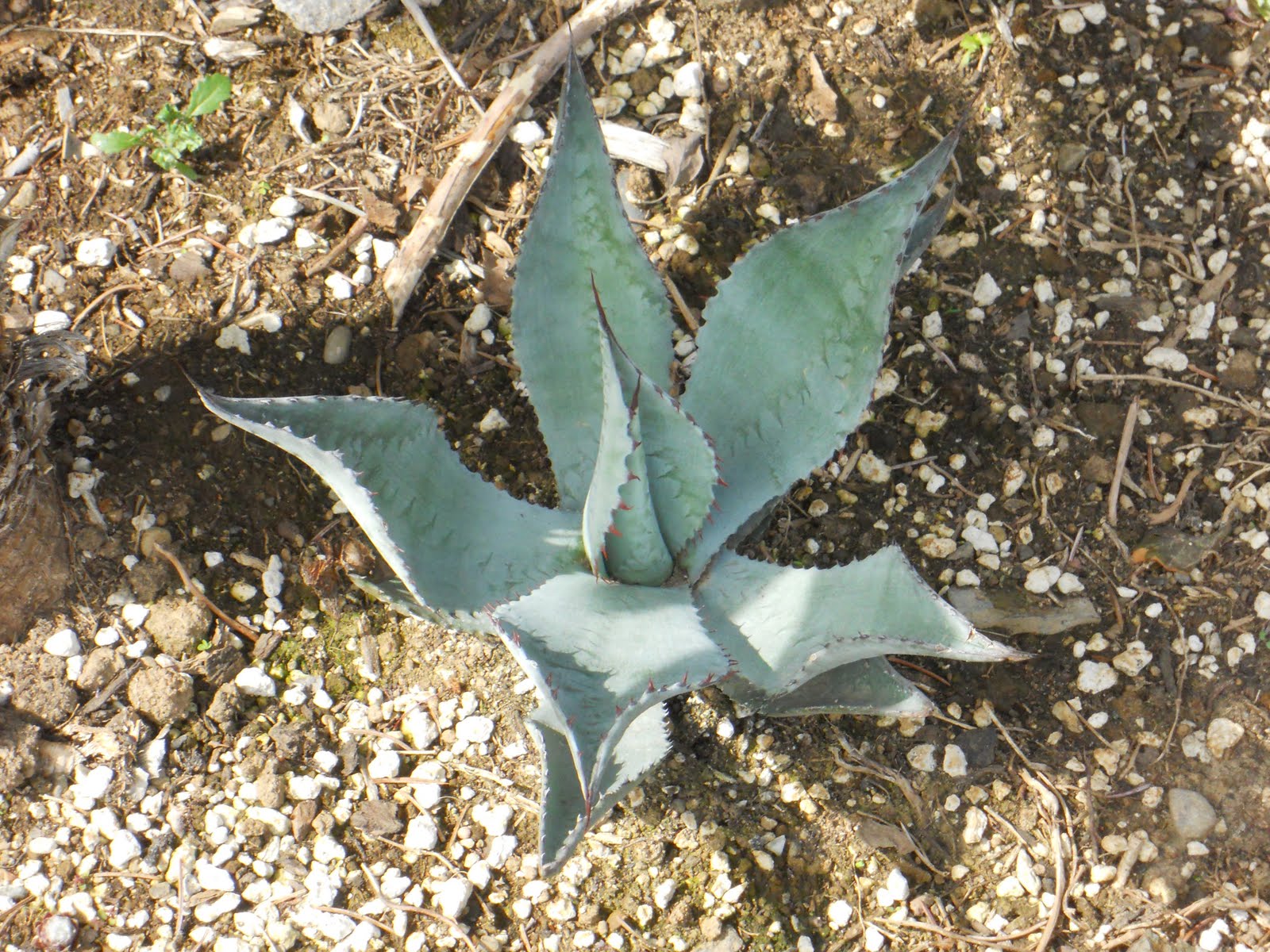 Beech Street Gardens: Agave U