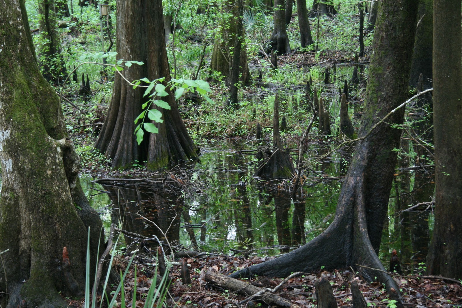 Random Ferments: Why do trunks of wetland trees often have buttressed ...