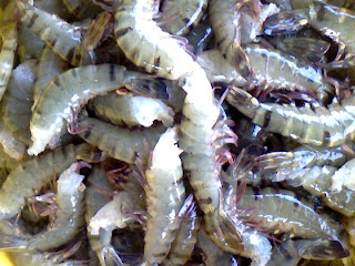 Udang Tiger Besar