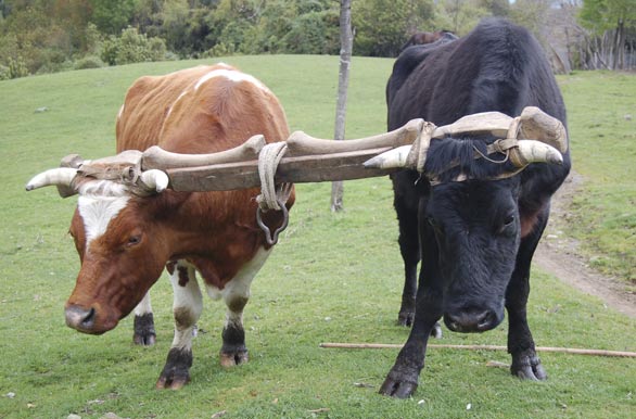 Perú. Añorando el pasado...: HITO N° 2 TÉCNICAS AGRÍCOLAS DEL ...
