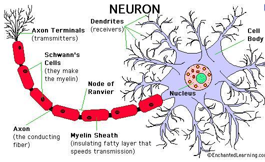 Don't STOP reading !: Anatomi Neuron