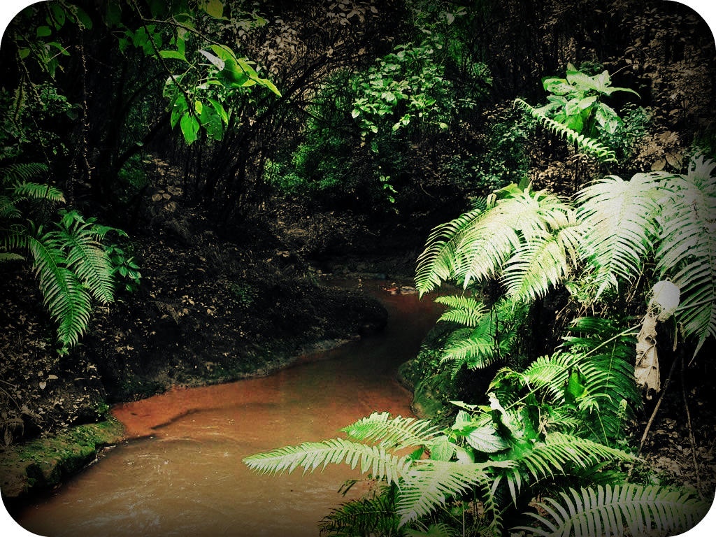 ~SELVAS YUNGAS: Flora y Fauna de las Selvas Yungas.