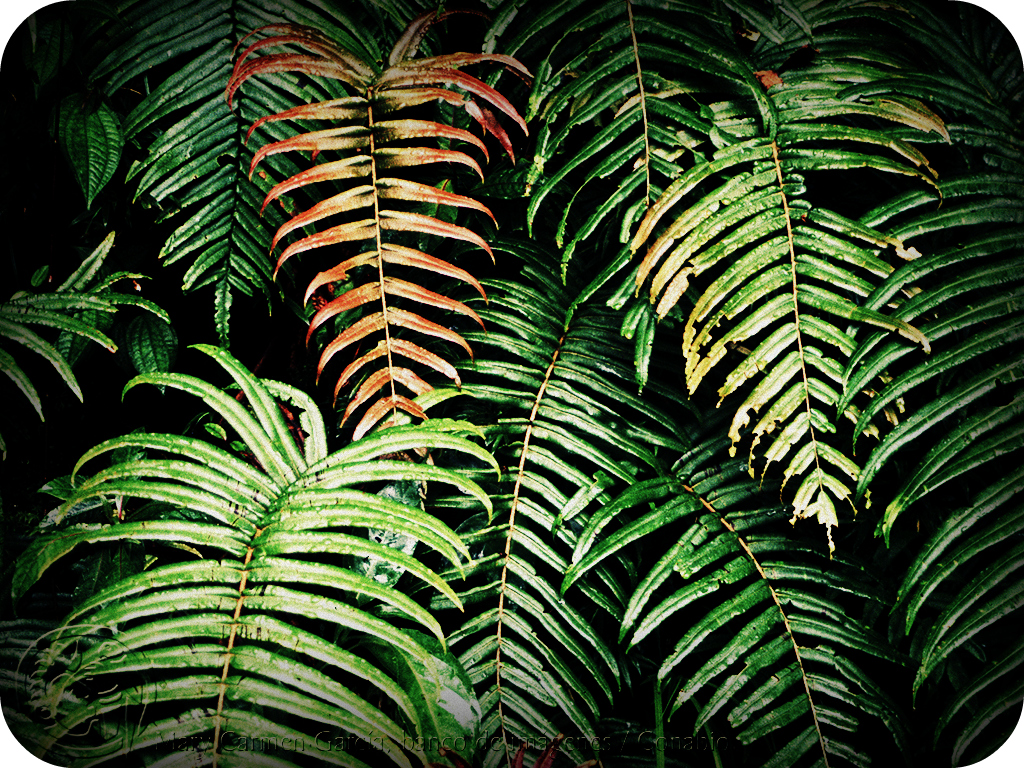 ~SELVAS YUNGAS: Flora y Fauna de las Selvas Yungas.