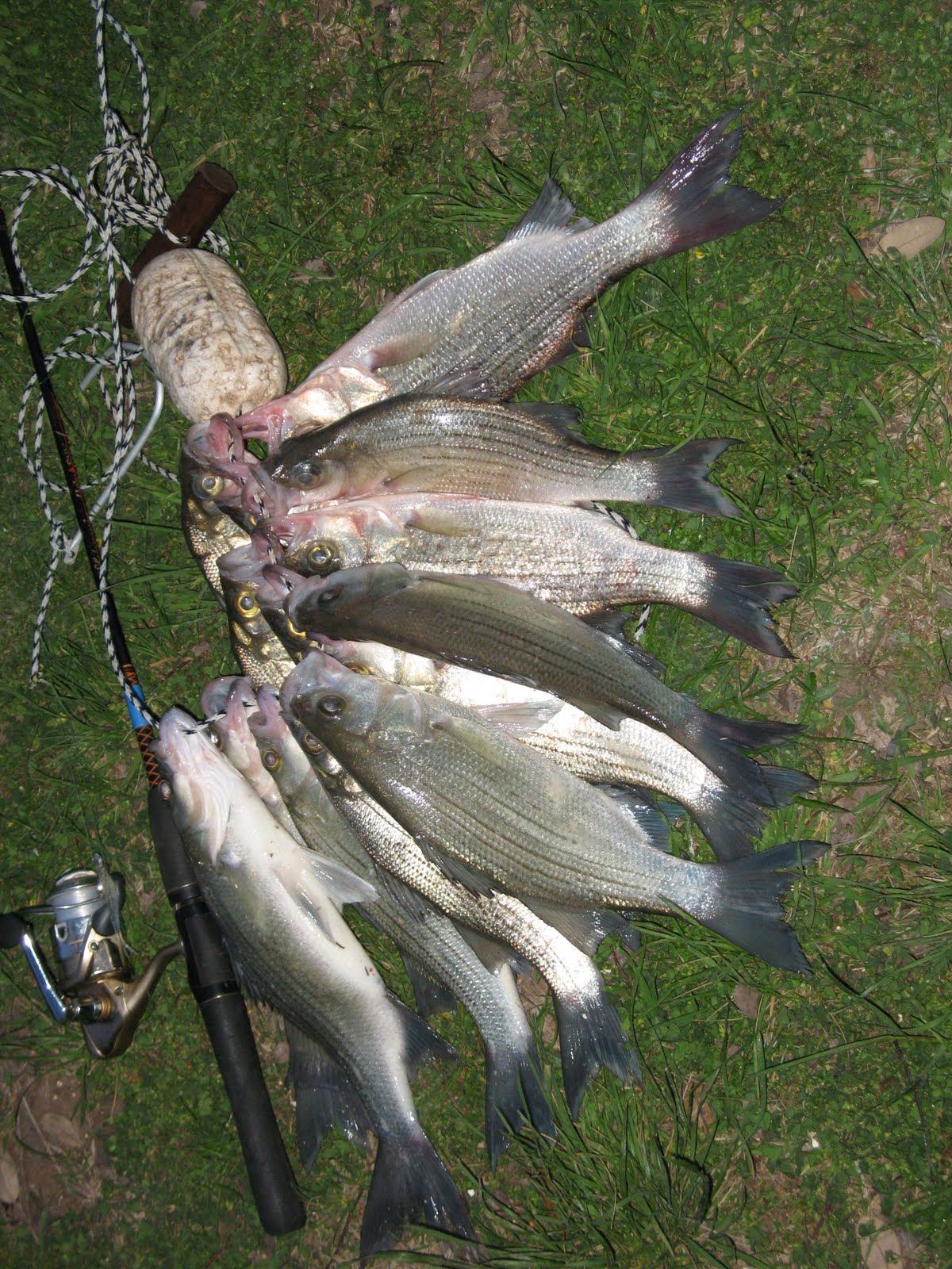not a bad day! : r/Fishing