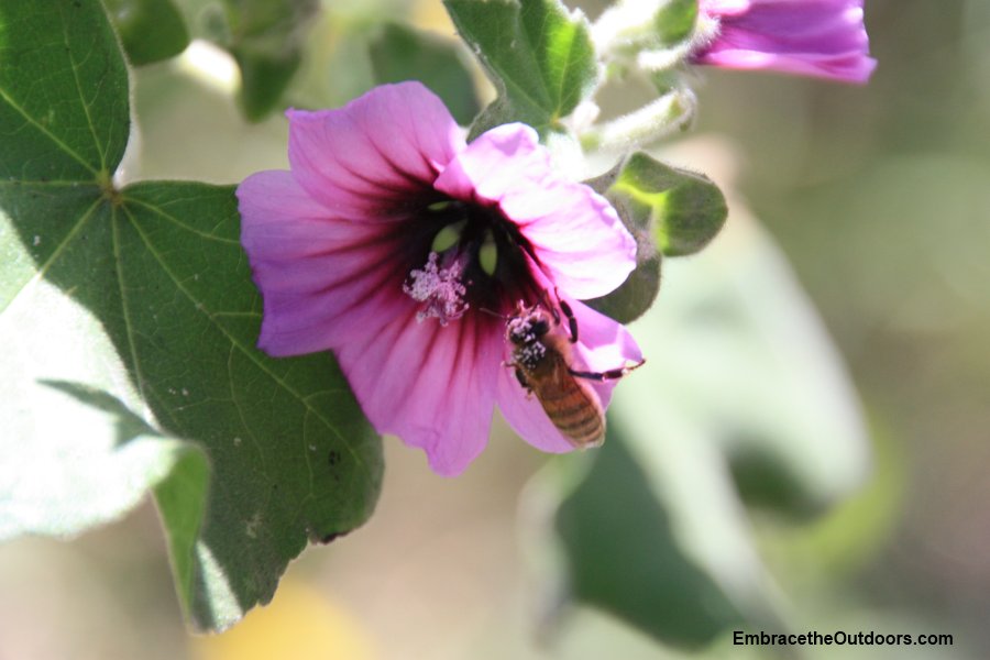 Embrace the Outdoors: Fitzgerald Marine Reserve
