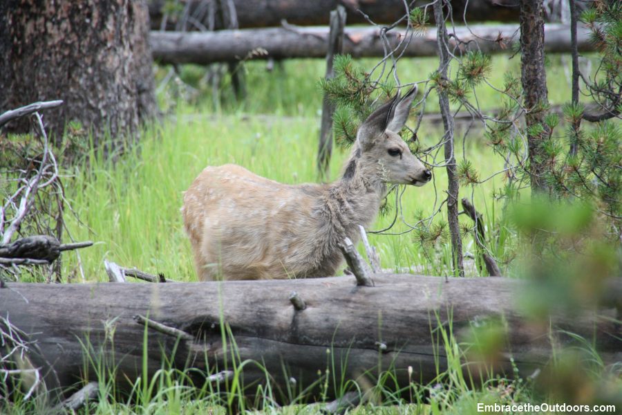 Embrace the Outdoors: Elephant Back Mountain, Yellowstone NP