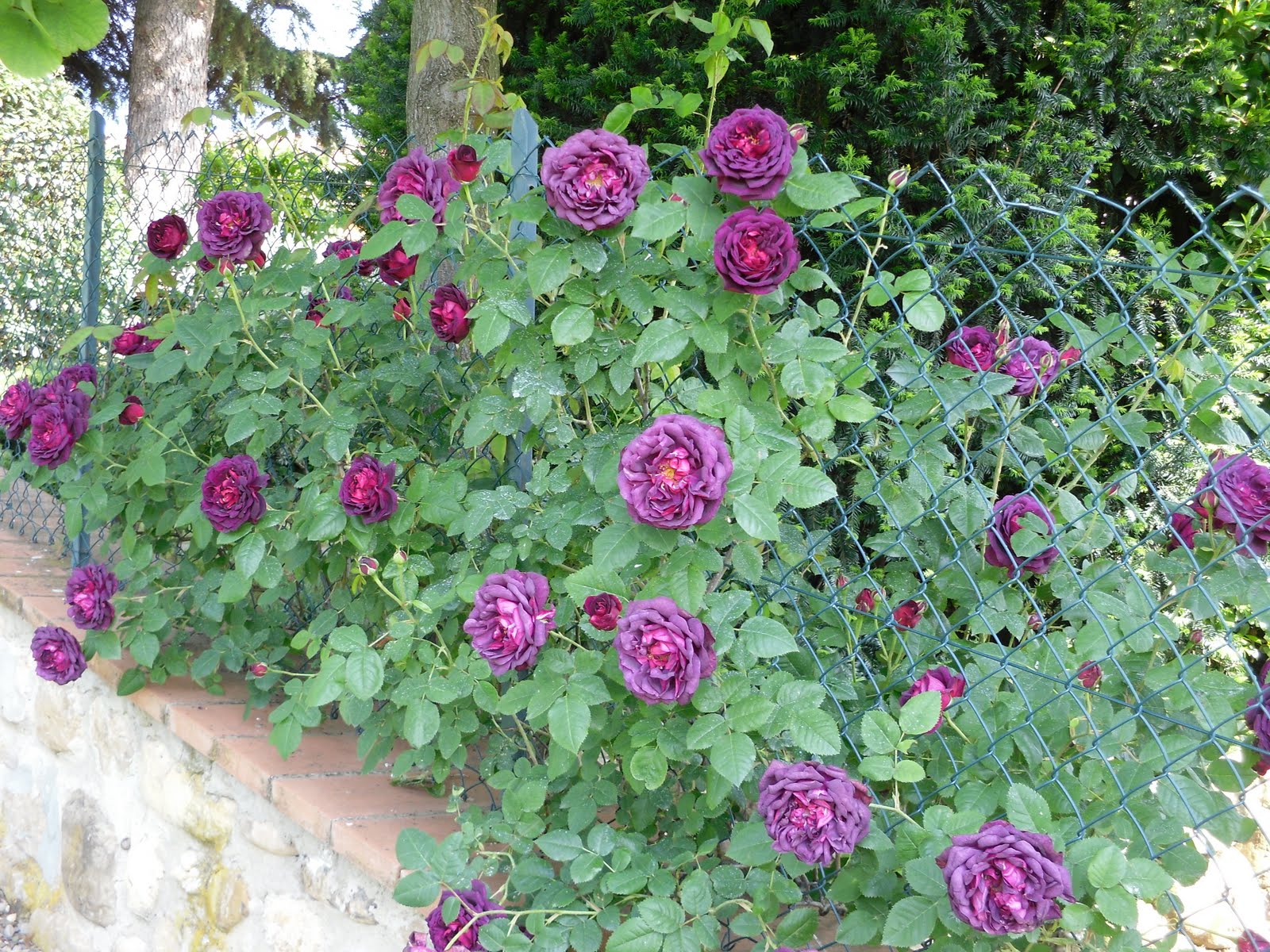 fiore-crea: rosa del chianti