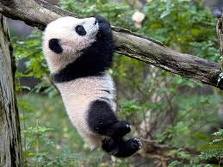 Fauna Selvagem: Panda-Gigante, em luta contra a extinção!