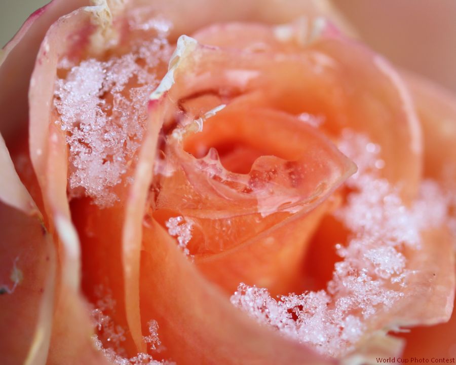 World Cup Photo Contest