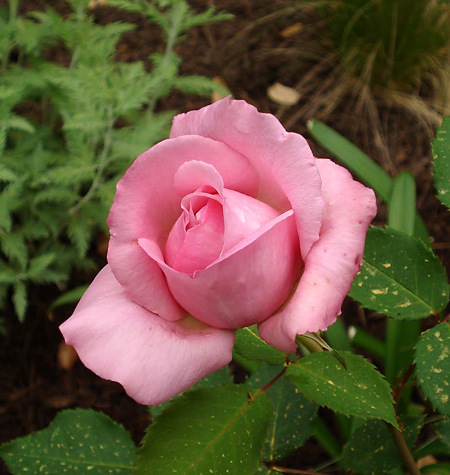 A Chef Learns to Garden: Rose Parade