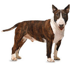 Bull Terrier Ingles